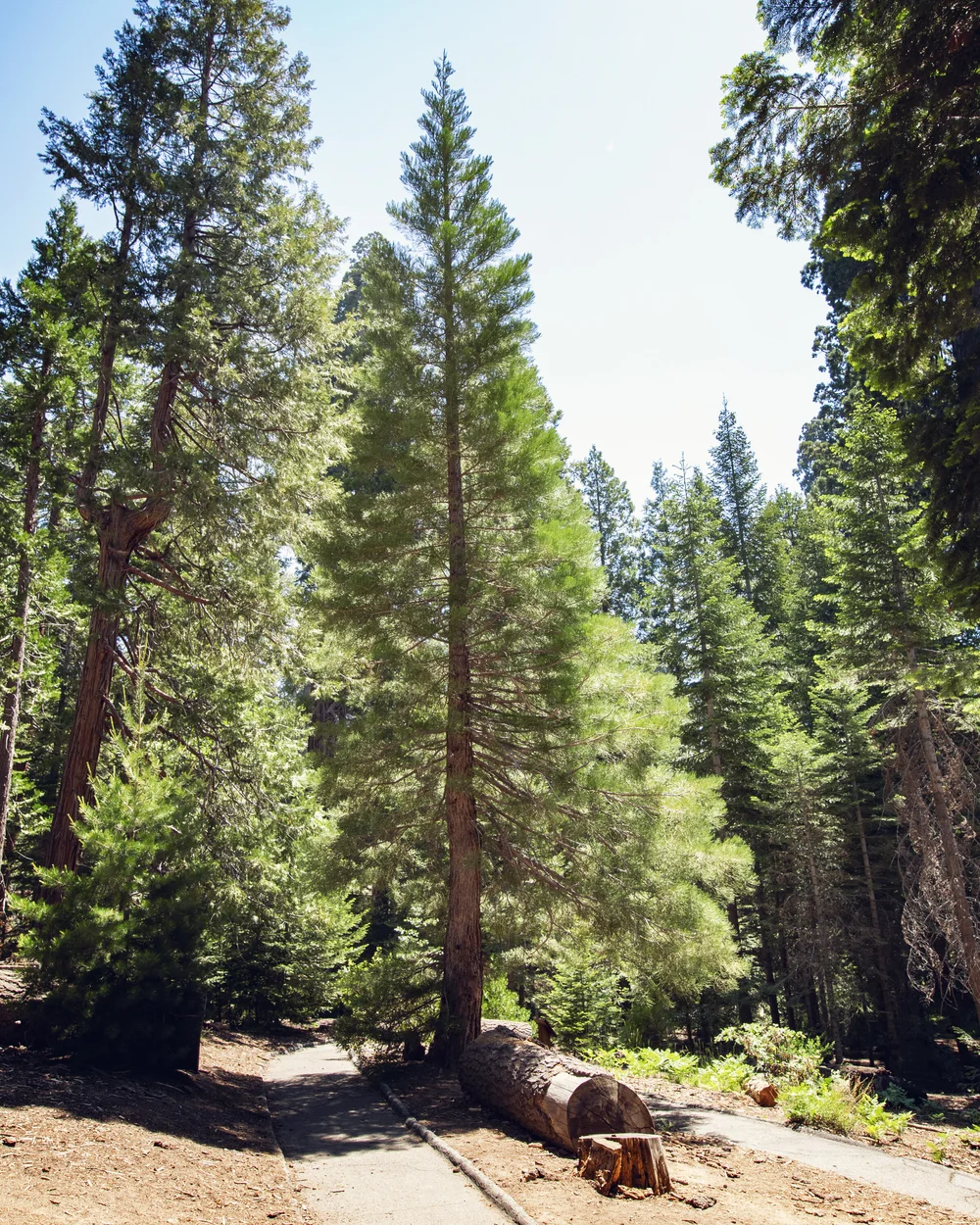Trail of 100 Giants - Sequoia National Forest — Flying Dawn Marie ...