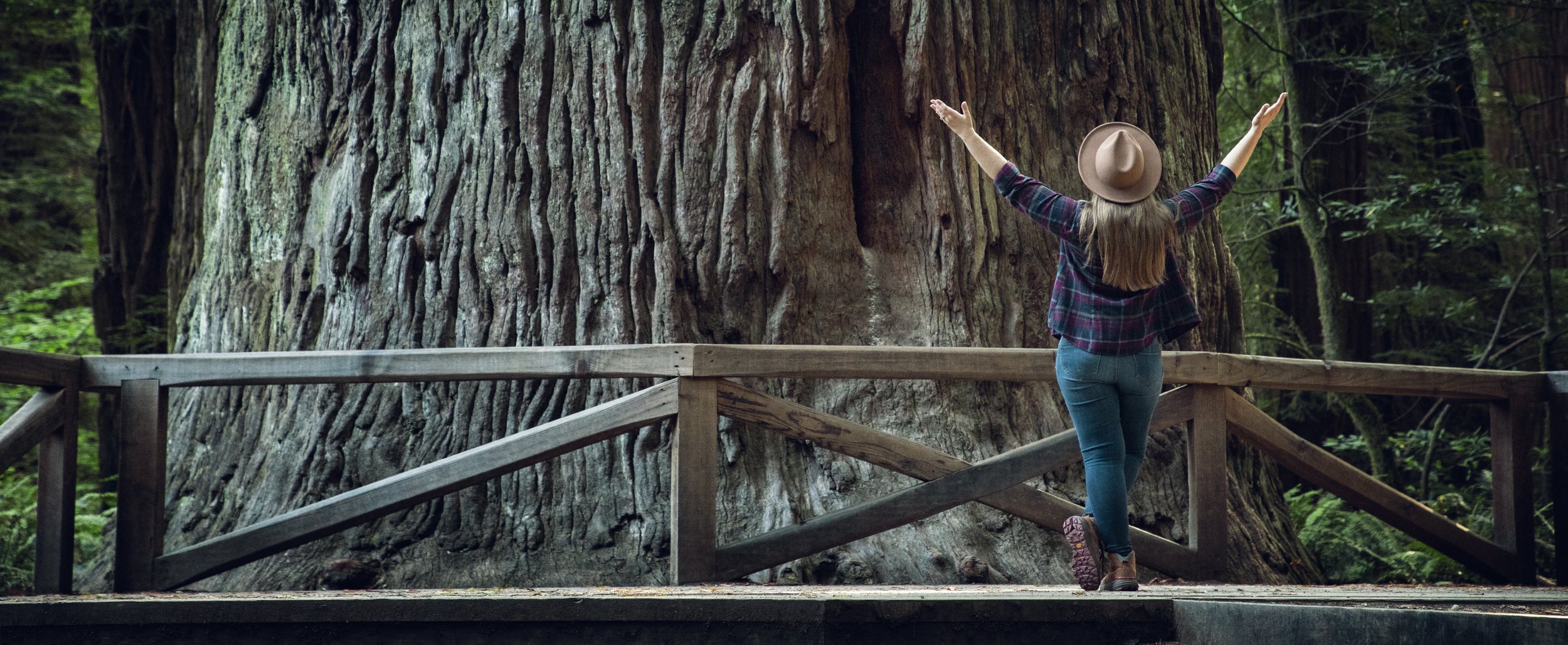 Stout Grove (Jedediah Smith Redwoods State Park) — Flying Dawn Marie ...