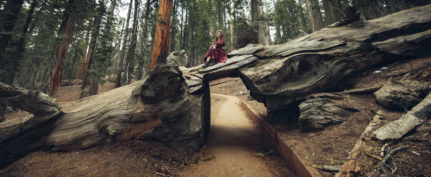 Congress Trail (Sequoia National Park) — Flying Dawn Marie | Travel ...