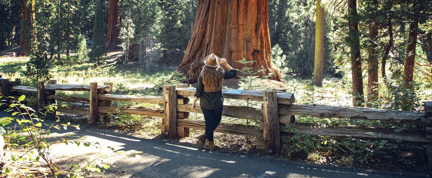 Big Trees Trail in Sequoia National Park — Flying Dawn Marie | Travel ...
