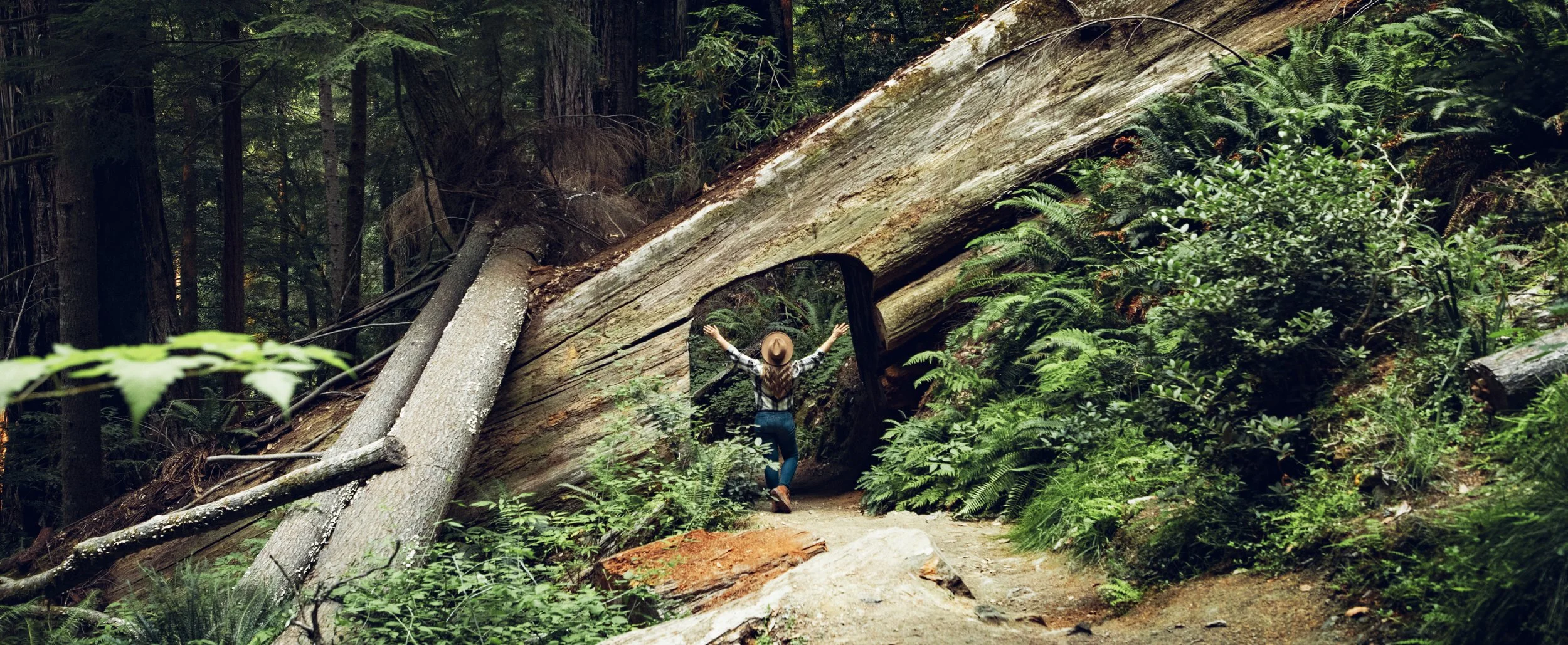 Tall Trees Grove Trail (Redwood National Park) — Flying Dawn Marie ...