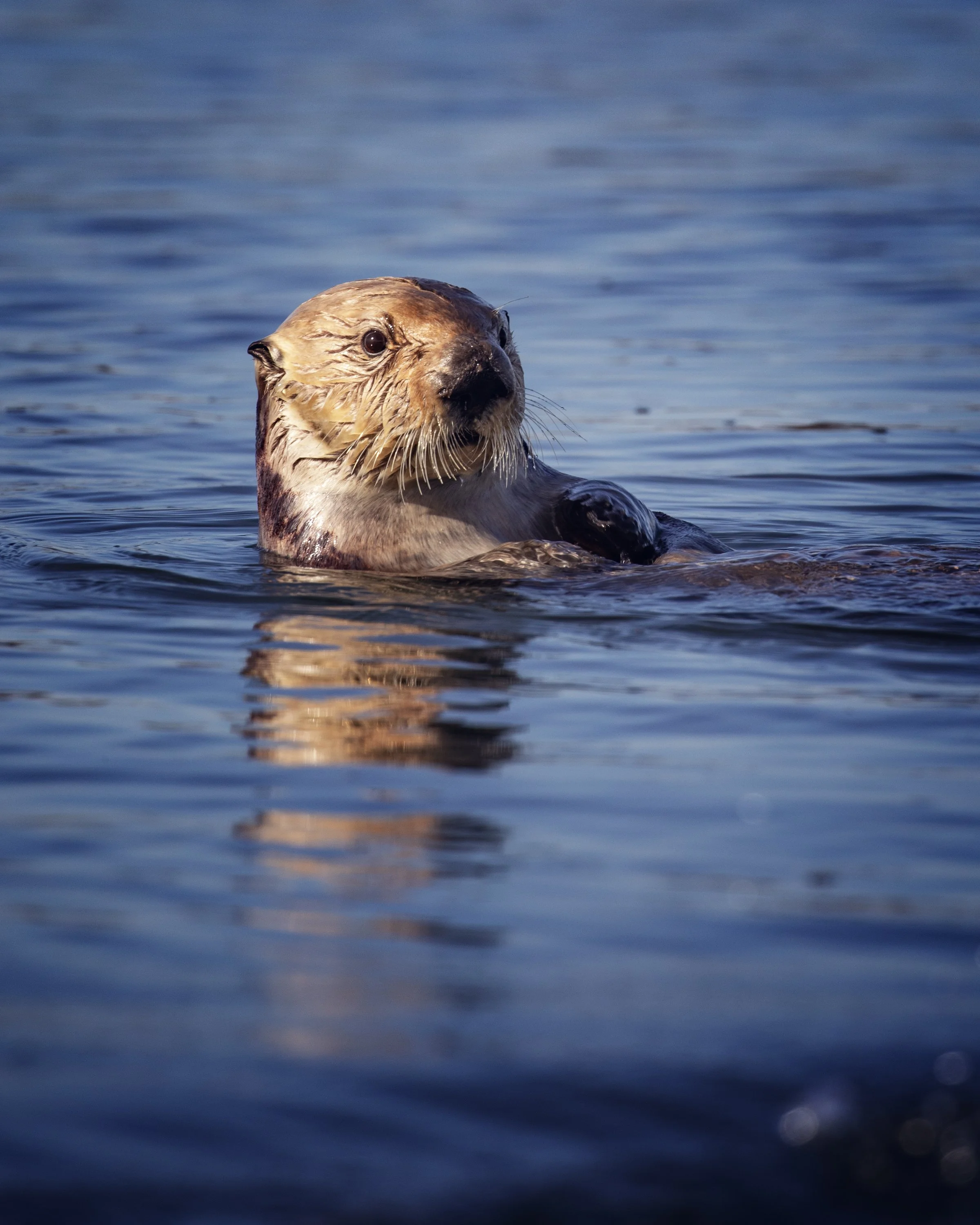 Morro Bay State Park First Timer's Guide - Hiking, Kayaking & Wildlife ...