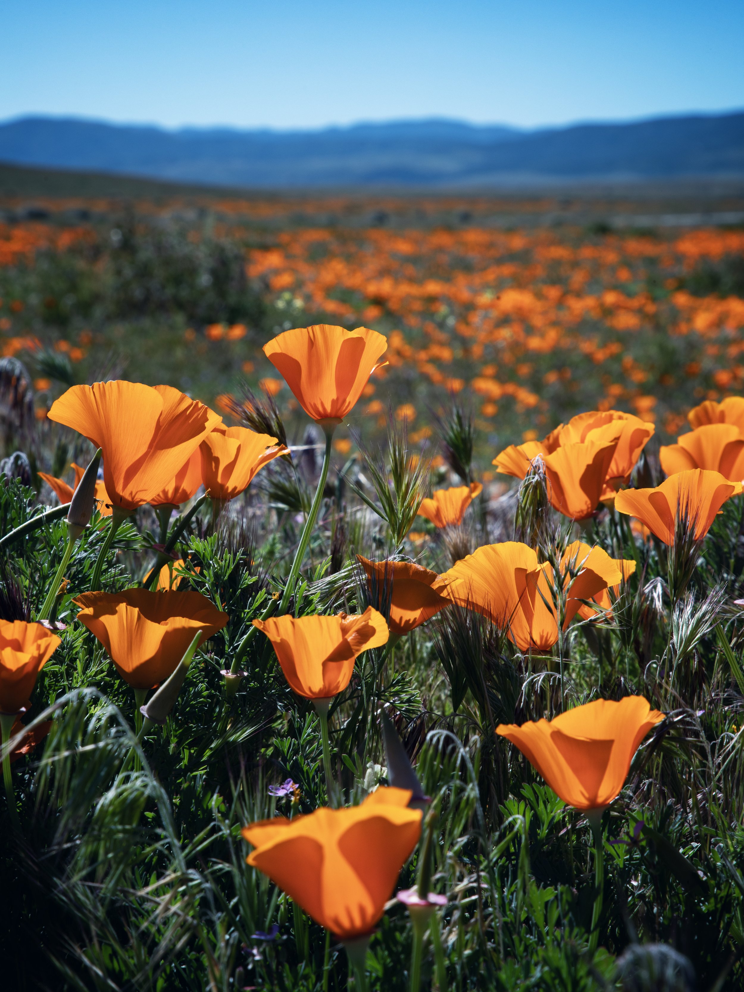 Antelope Valley Poppy Reserve: California Poppies Blooming Right Now ...
