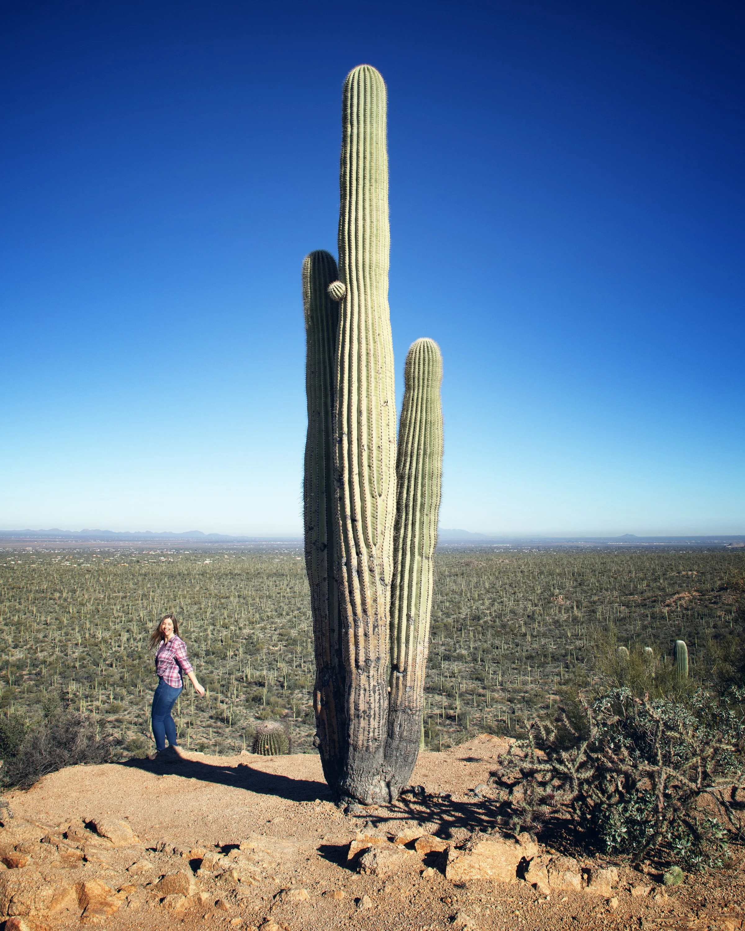 Valley View Overlook Trail (Saguaro National Park West) — Flying Dawn ...
