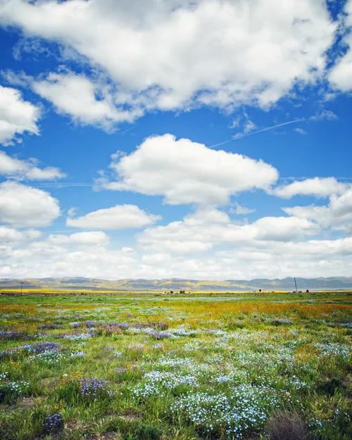 Spring Wildflowers at Carrizo Plain National Monument — Flying Dawn ...