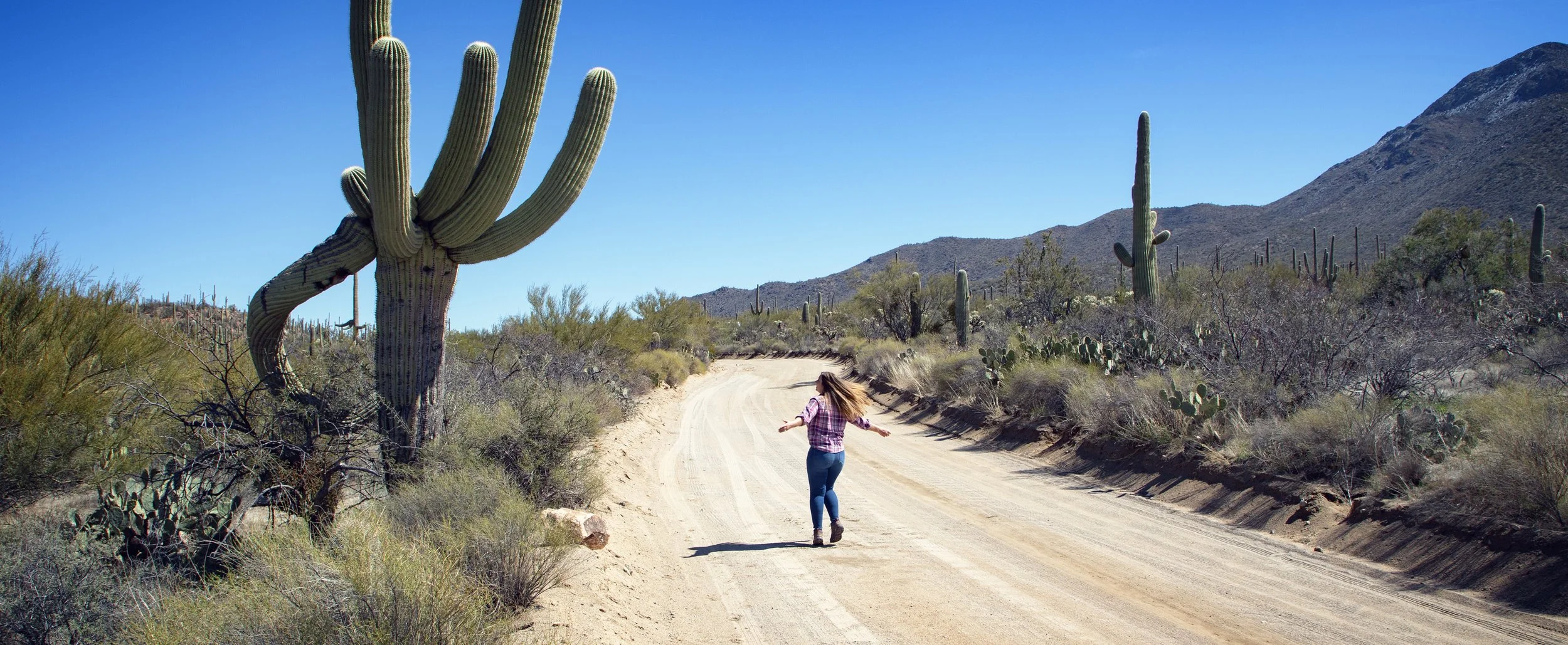 Bajada Loop Drive Stops (Saguaro National Park West) — Flying Dawn ...