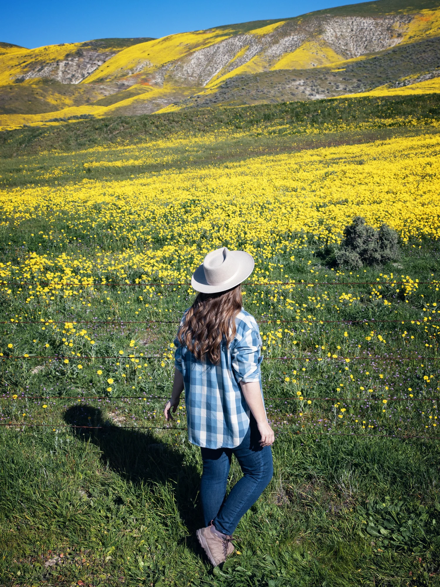 California Wildflower Are Blooming Early! (CURRENT CONDITIONS - Early ...