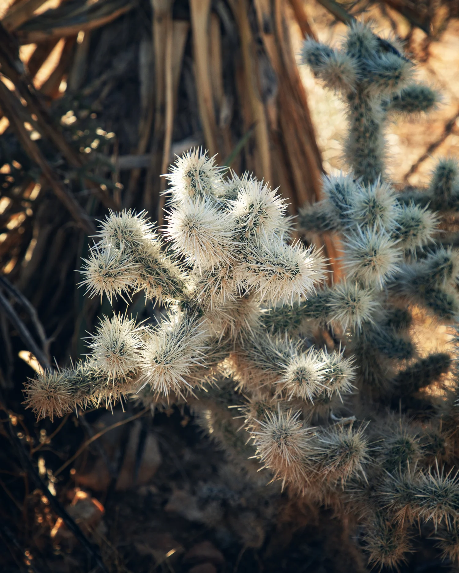 Discovery Trail (Joshua Tree) Kid-Friendly Hike — Flying Dawn Marie ...