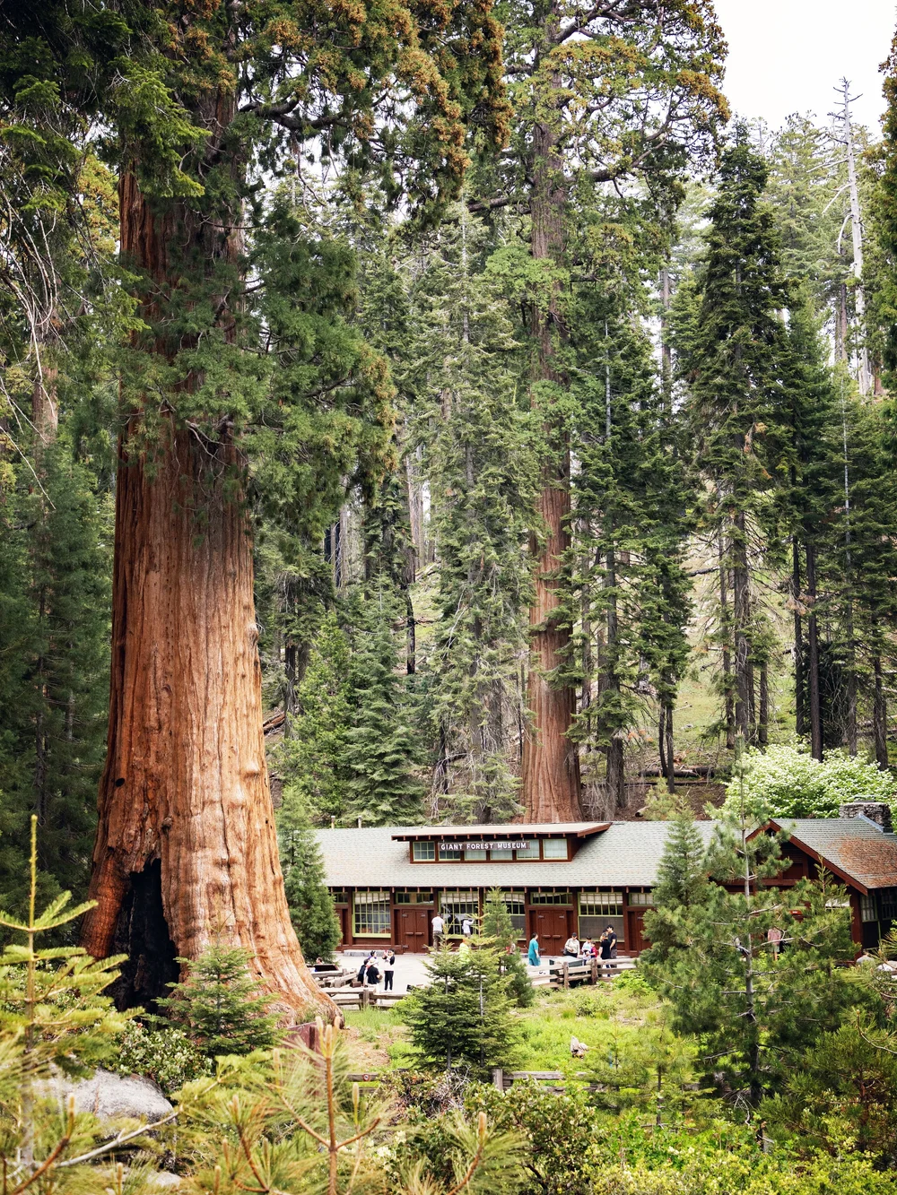 Majestic Mountain Loop 3-Park Road Trip: Yosemite, Sequoia & Kings ...