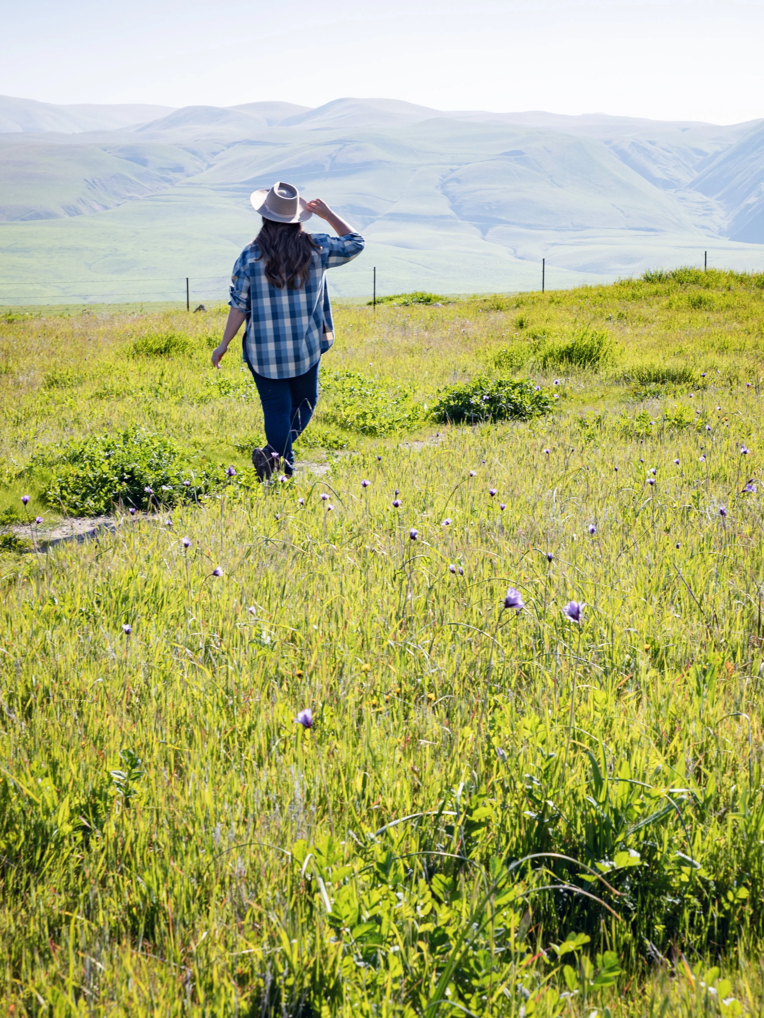 California Wildflower Are Blooming Early! (CURRENT CONDITIONS - Early ...