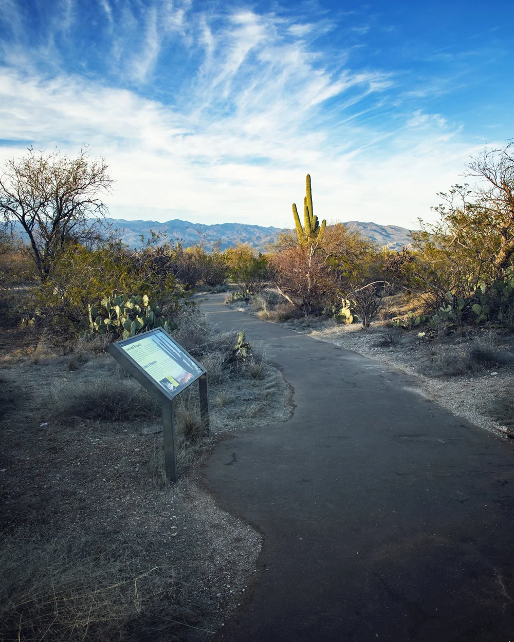 Desert Ecology Trail in Saguaro National Park — Flying Dawn Marie ...