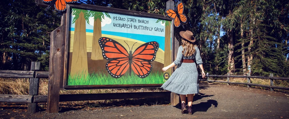 Monarch Butterfly Grove - Thousands of Butterflies in Pismo Beach, CA ...