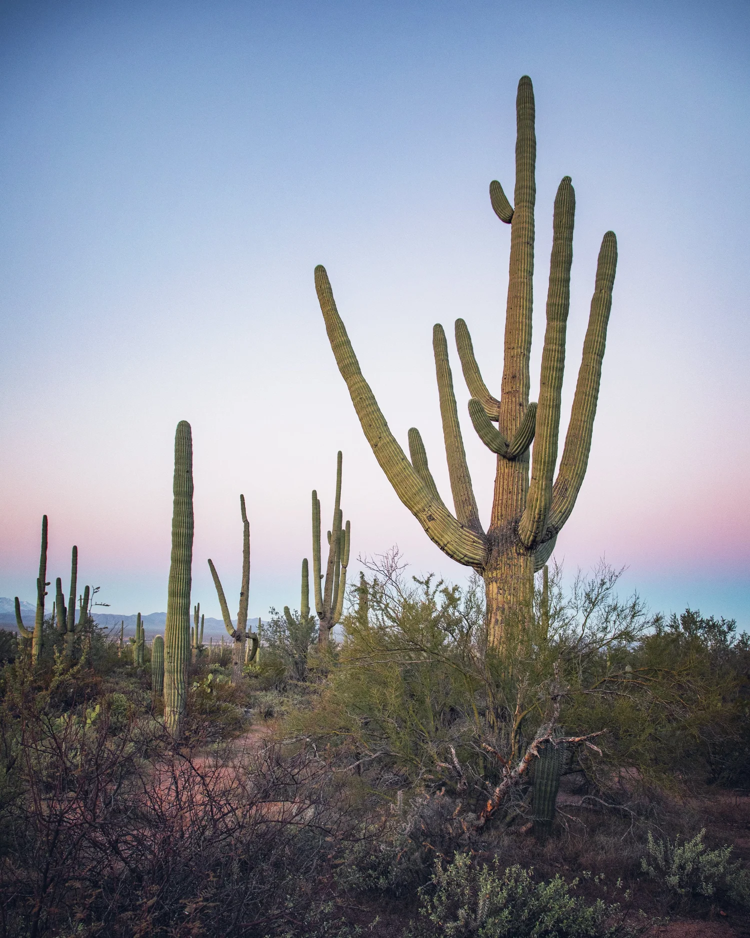 Desert Discovery Nature Trail (Saguaro National Park West) — Flying ...