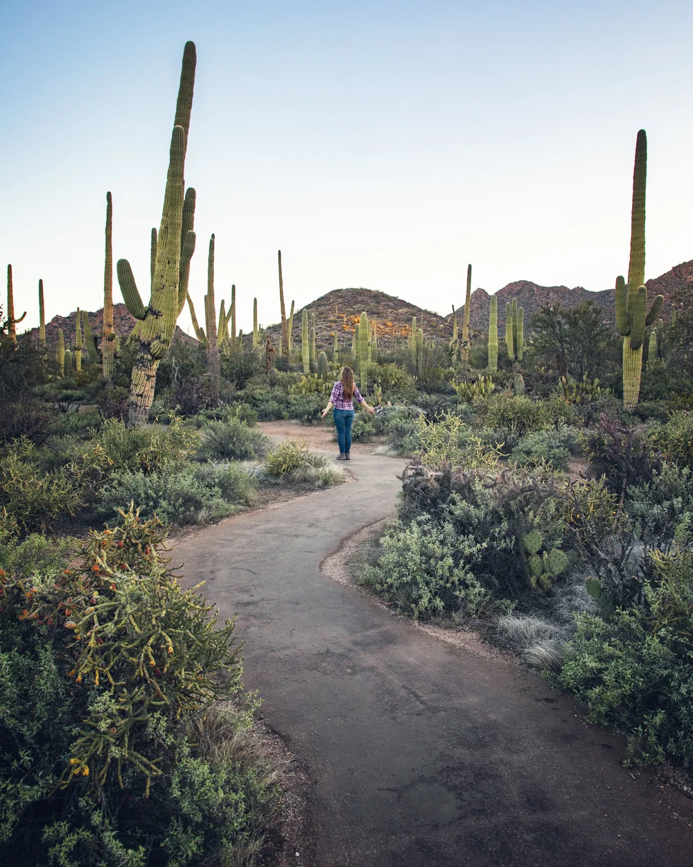 Desert Discovery Nature Trail (Saguaro National Park West) — Flying ...