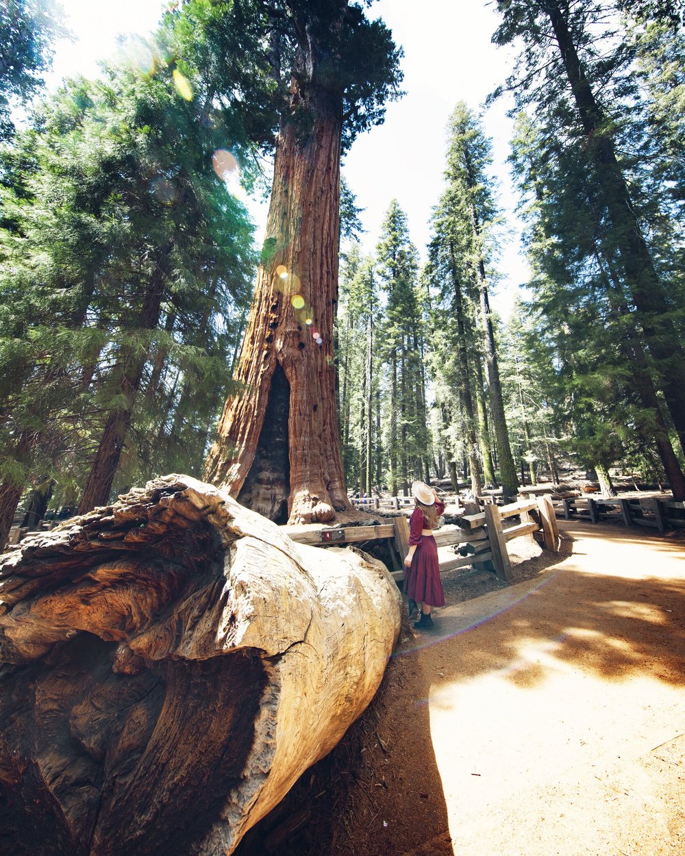 Visit the General Sherman Tree in Sequoia National Park — Flying Dawn ...