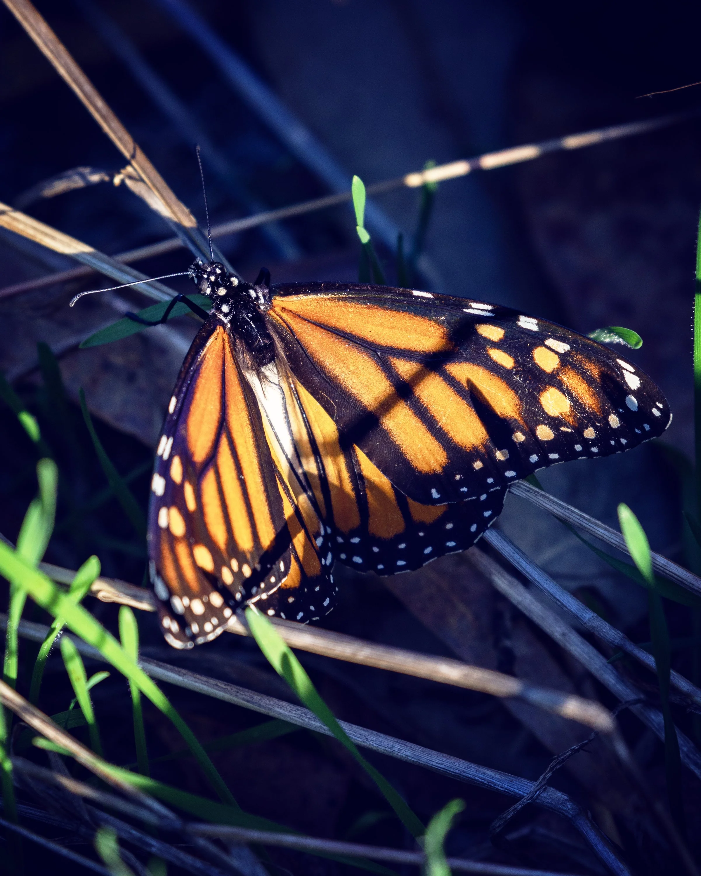 Butterflies Near Pismo Beach at Zane Hodge blog