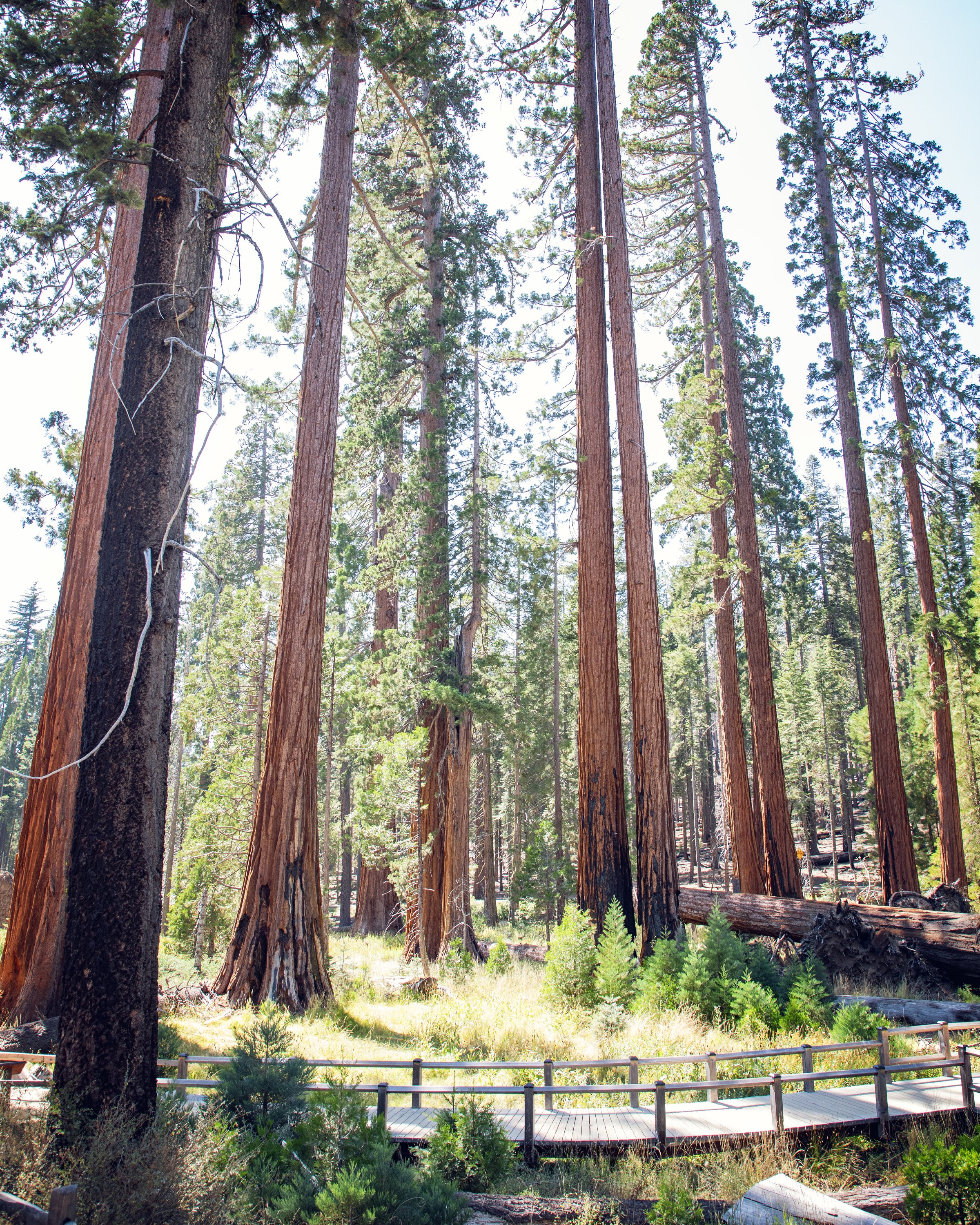 Mariposa Grove of Giant Sequoias Visitors Guide (YOSEMITE) — Flying ...