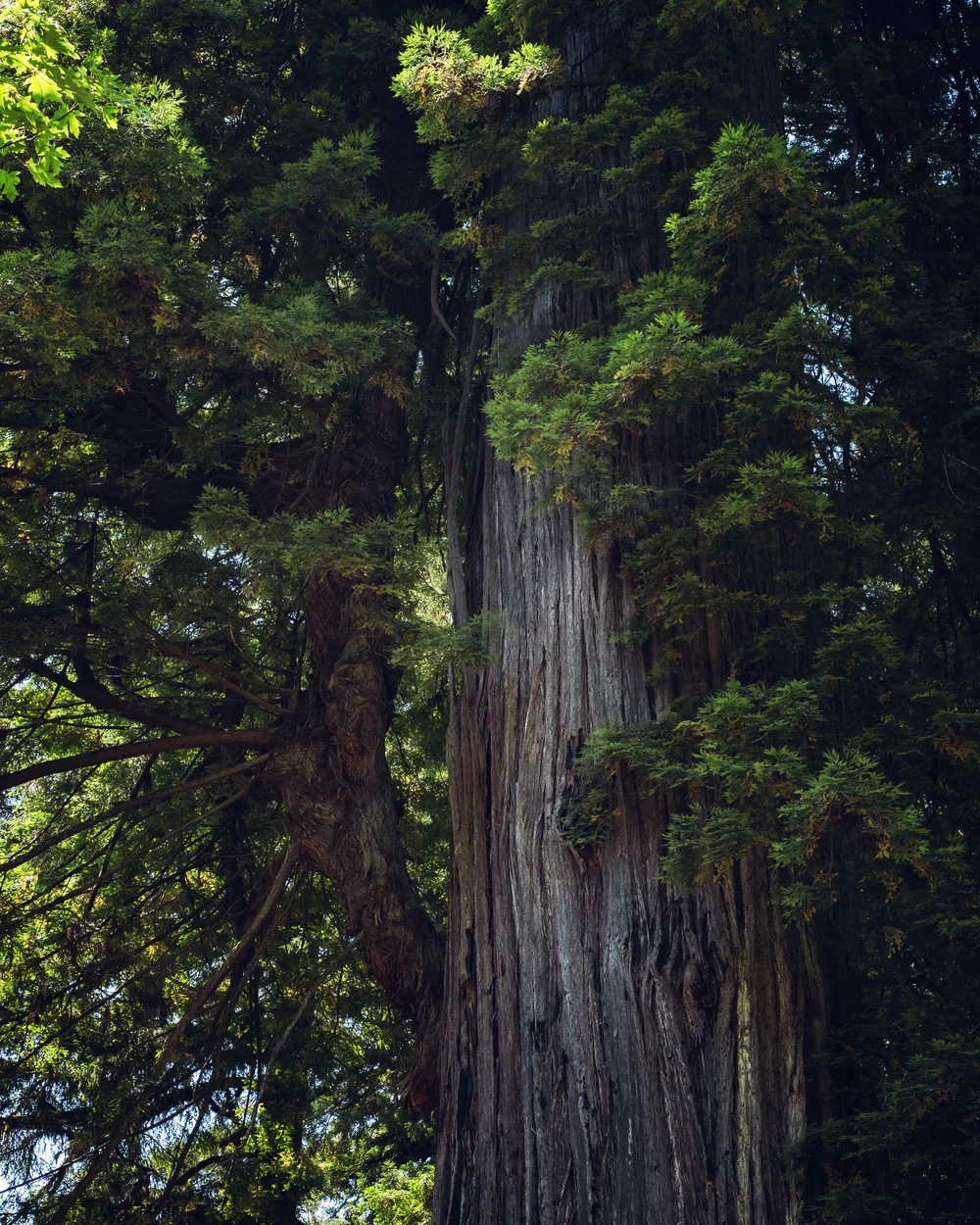 Big Tree Wayside (Prairie Creek Redwoods State Park) — Flying Dawn ...