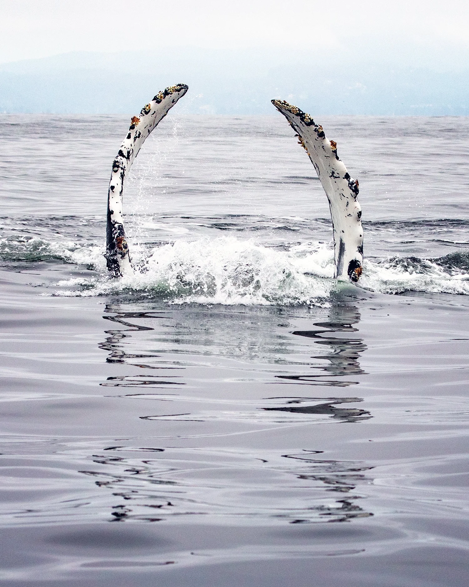 Sanctuary Cruises - Monterey Bay EPIC Whale Watching (ORCAS!) — Flying ...