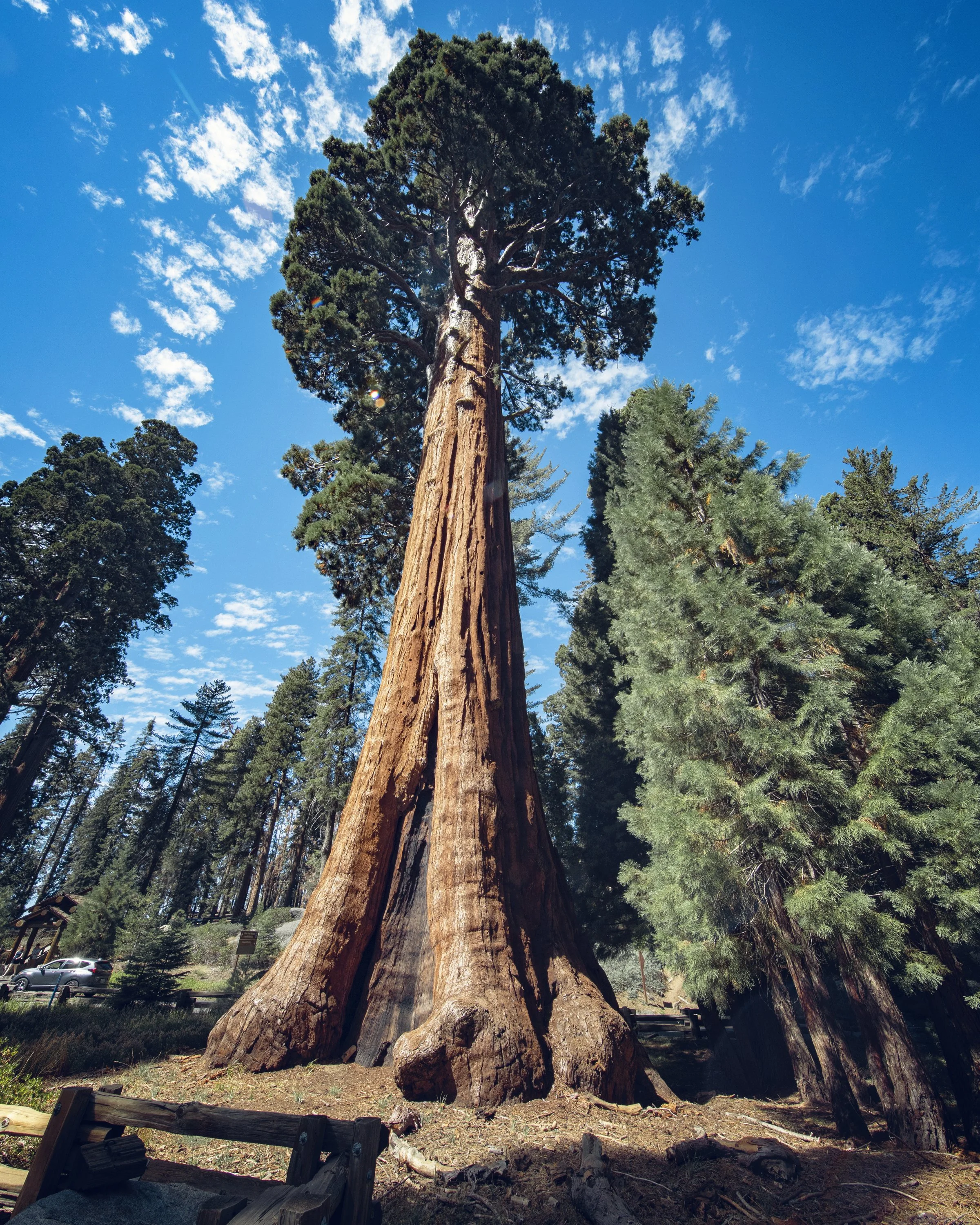 Where Are The Giant Trees In Sequoia National Park Infoupdate
