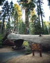 Tunnel Log Drive Through Tree in Sequoia National Park — Flying Dawn ...