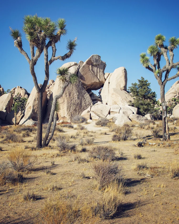 Top 8 Rock Formations - Joshua Tree National Park — Flying Dawn Marie ...