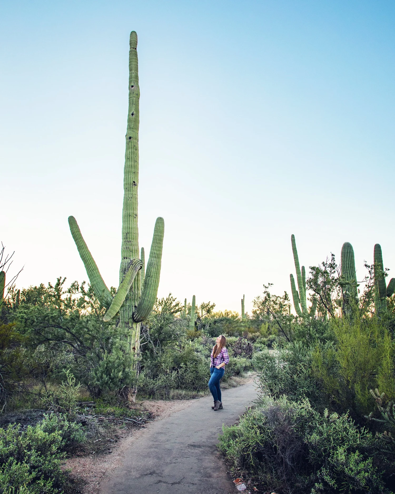 Desert Discovery Nature Trail (Saguaro National Park West) — Flying ...