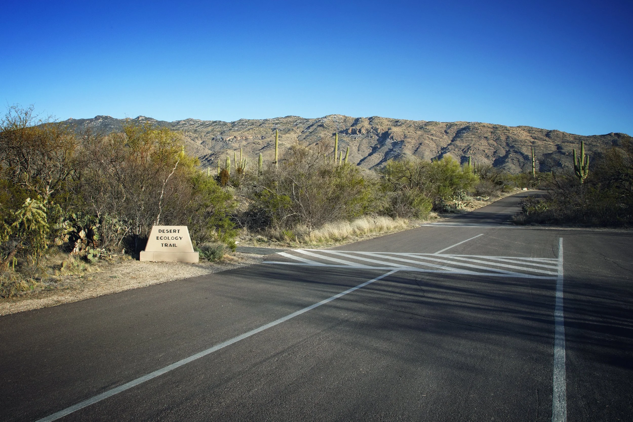 Desert Ecology Trail in Saguaro National Park — Flying Dawn Marie ...