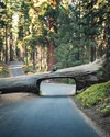 Tunnel Log Drive Through Tree in Sequoia National Park — Flying Dawn ...