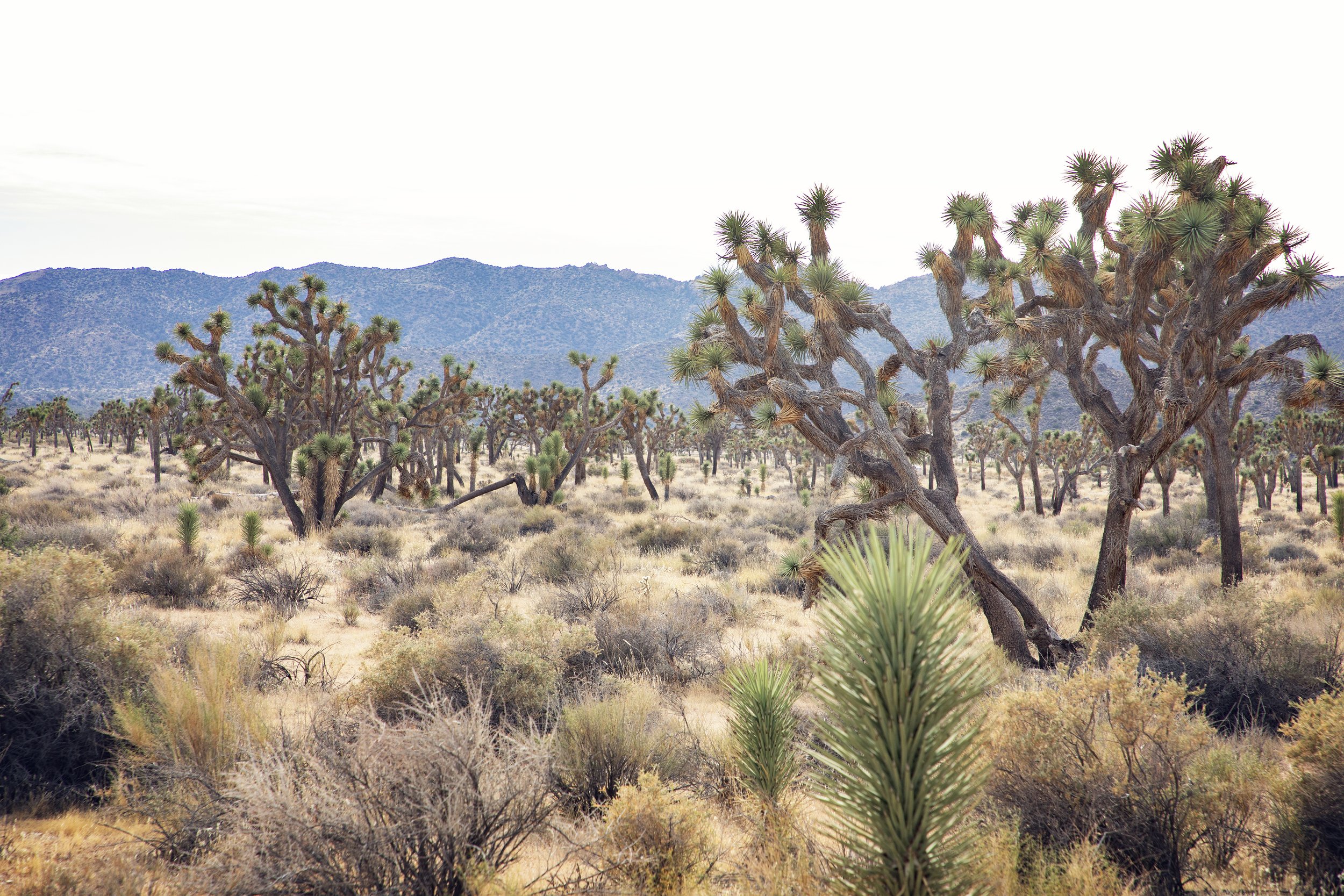Cap Rock Nature Trail & Bizarre History (Joshua Tree National Park ...