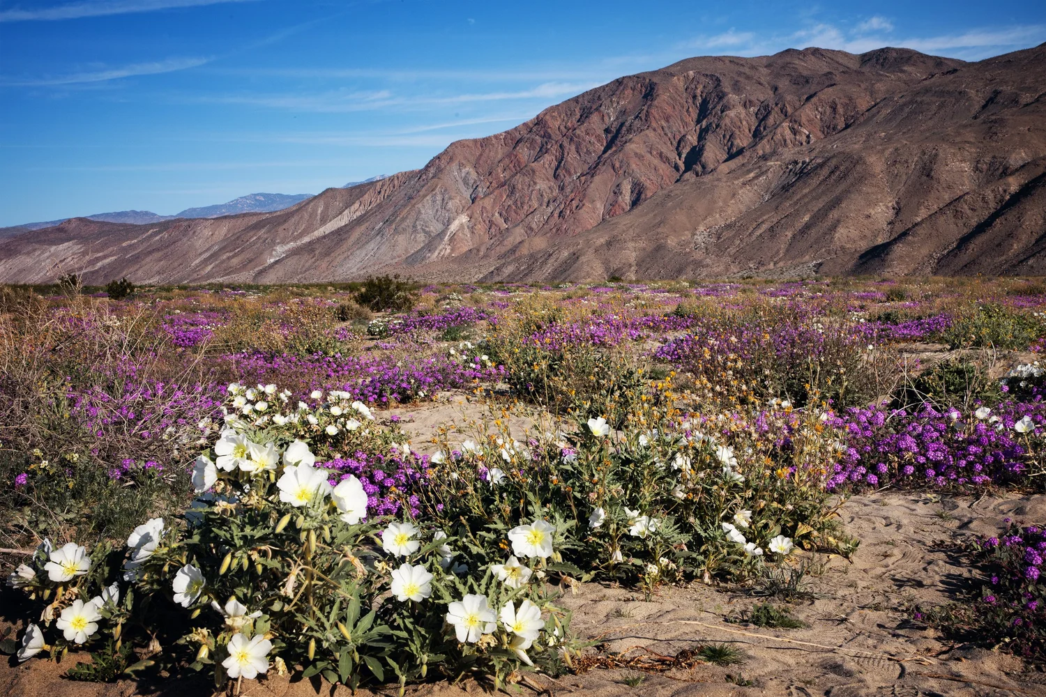 California Wildflower Are Blooming Early! (CURRENT CONDITIONS - Early ...