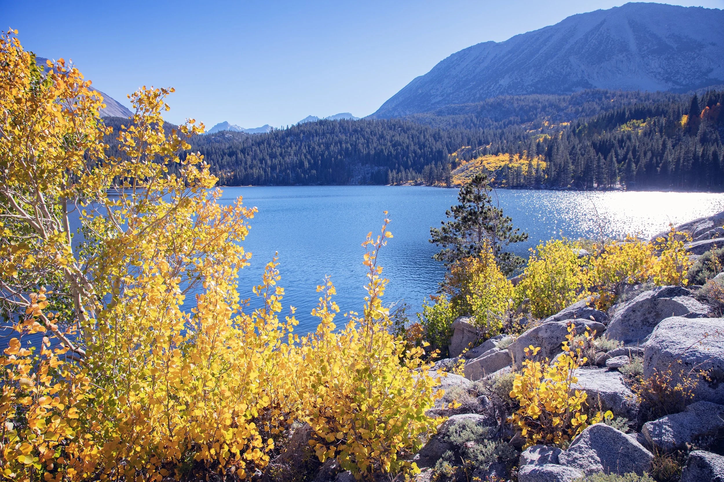 Eastern Sierra Fall Color Report (GO NOW/GO SOON) - Top Spots in Mono ...