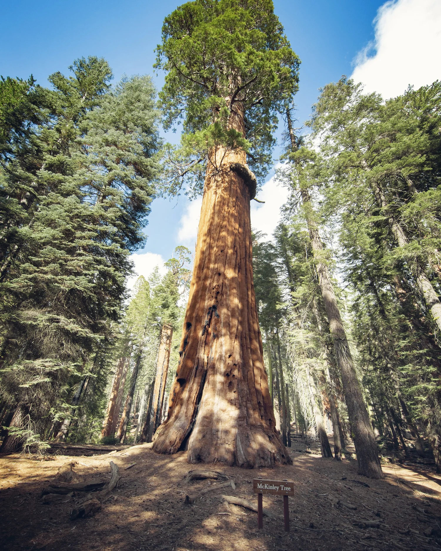 Congress Trail (Sequoia National Park) — Flying Dawn Marie | Travel ...