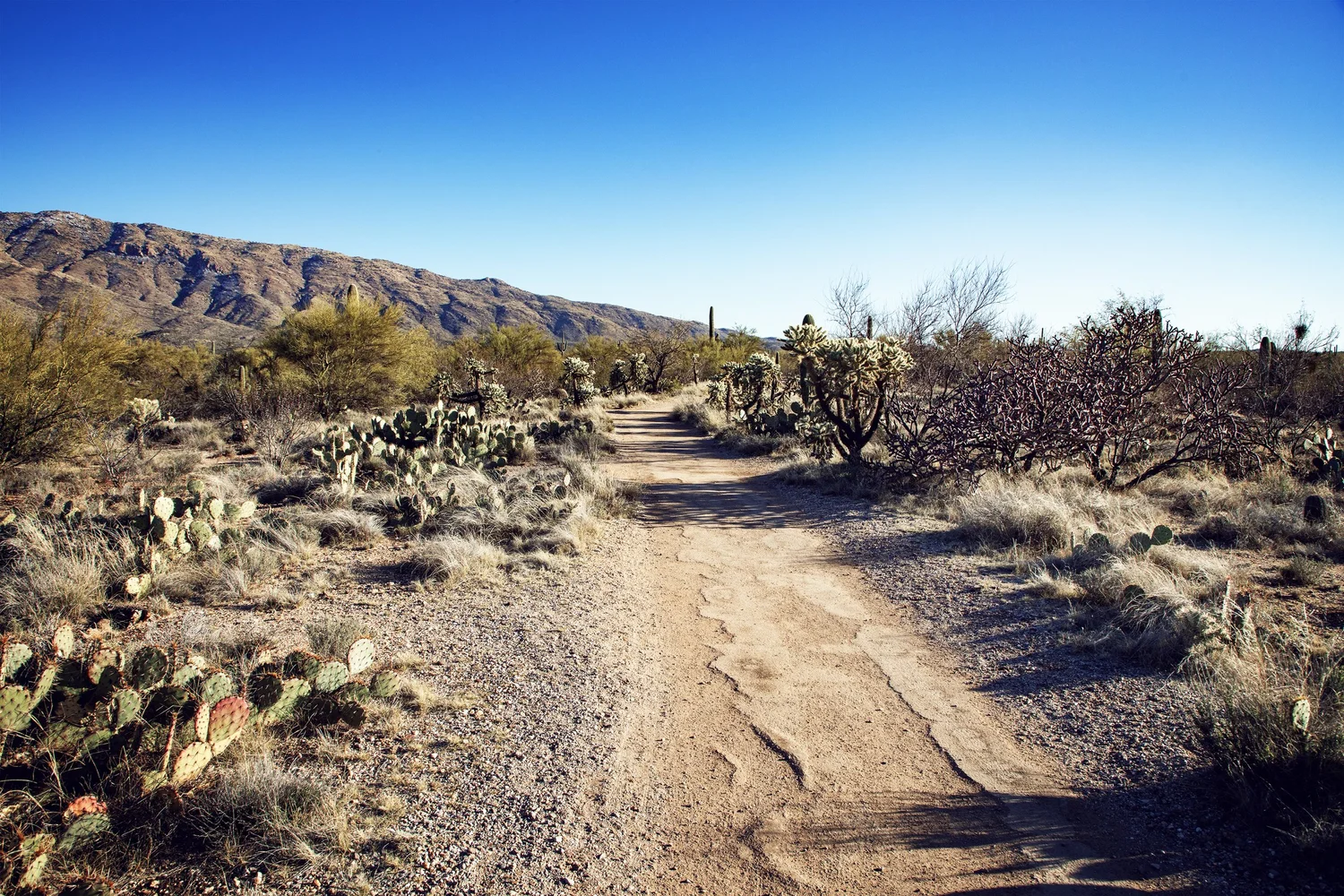 Mica View Trail - Easy & Fun Hike in Saguaro National Park (Tucson, AZ ...