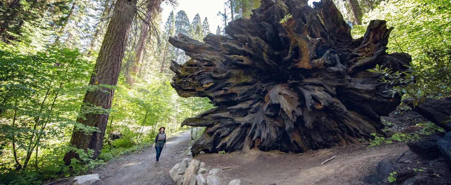 Hazelwood Nature Trail inside Sequoia National Park — Flying Dawn Marie ...