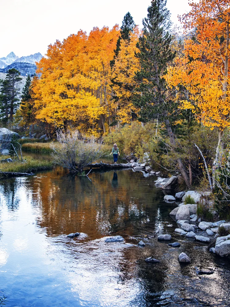 Eastern Sierra Fall Color Report (GO NOW!) - Bishop & Mono County ...
