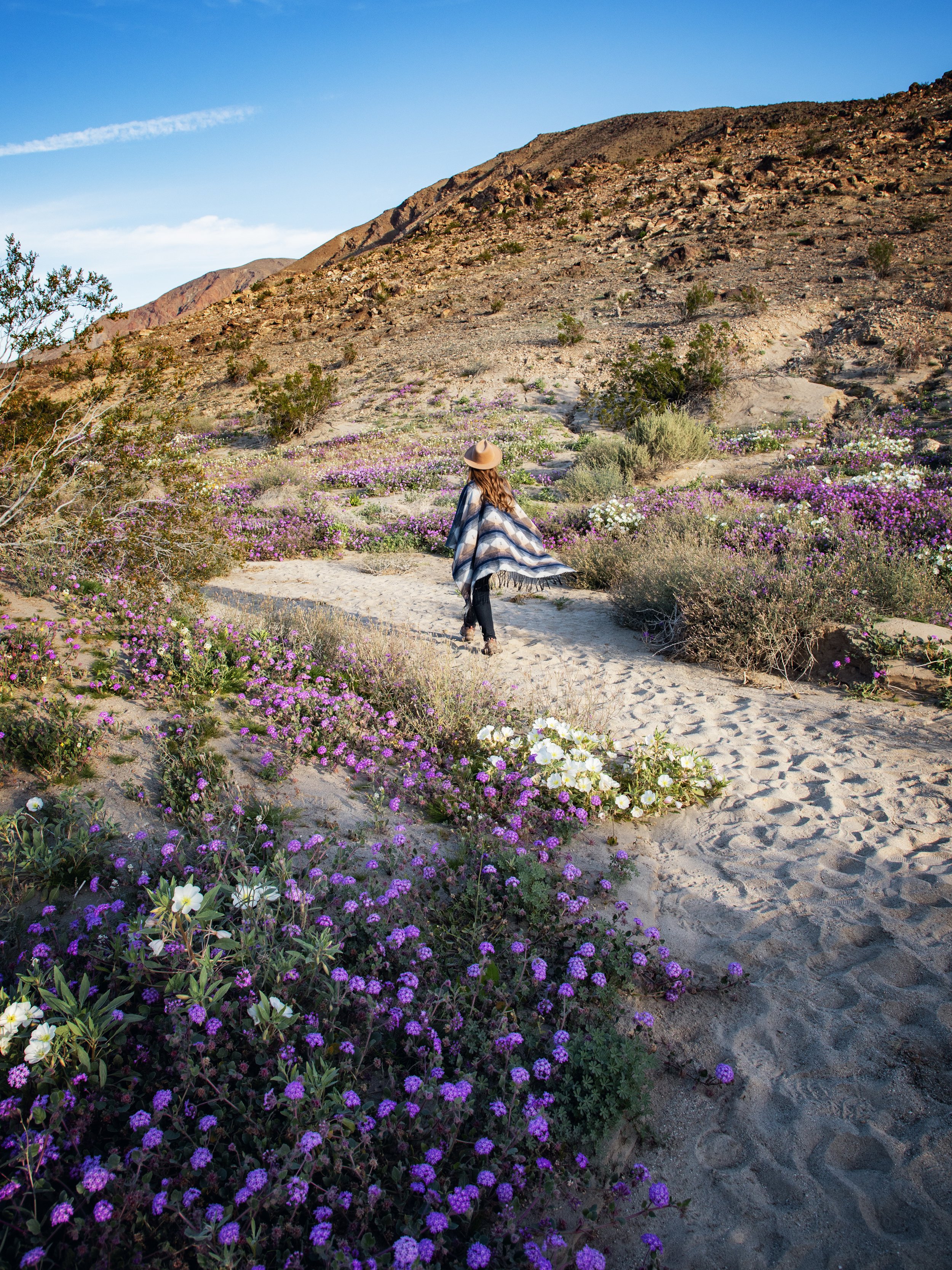 California Wildflower Are Blooming Early! (CURRENT CONDITIONS - Early ...