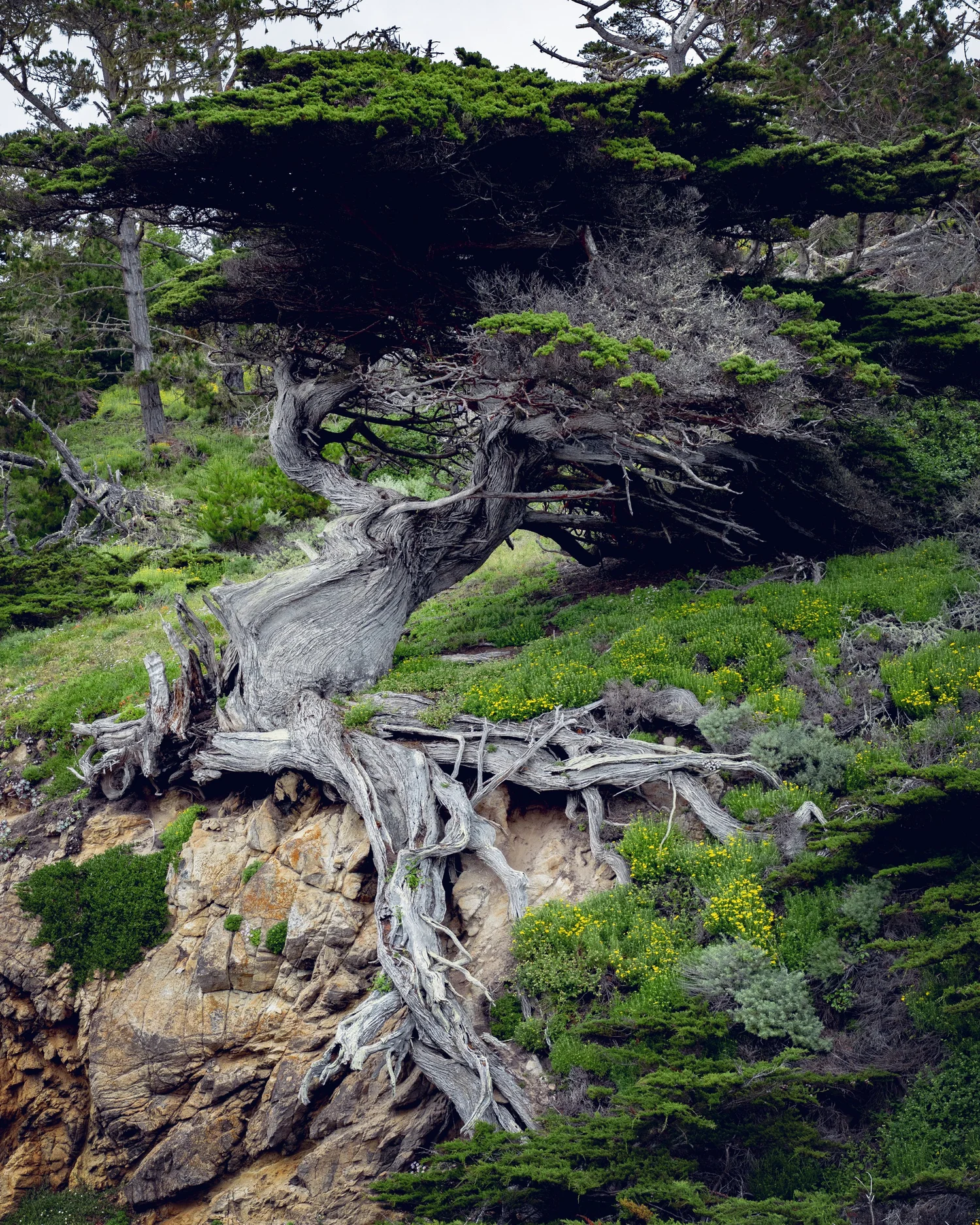 First Timers Guide to Point Lobos State Natural Reserve — Flying Dawn ...