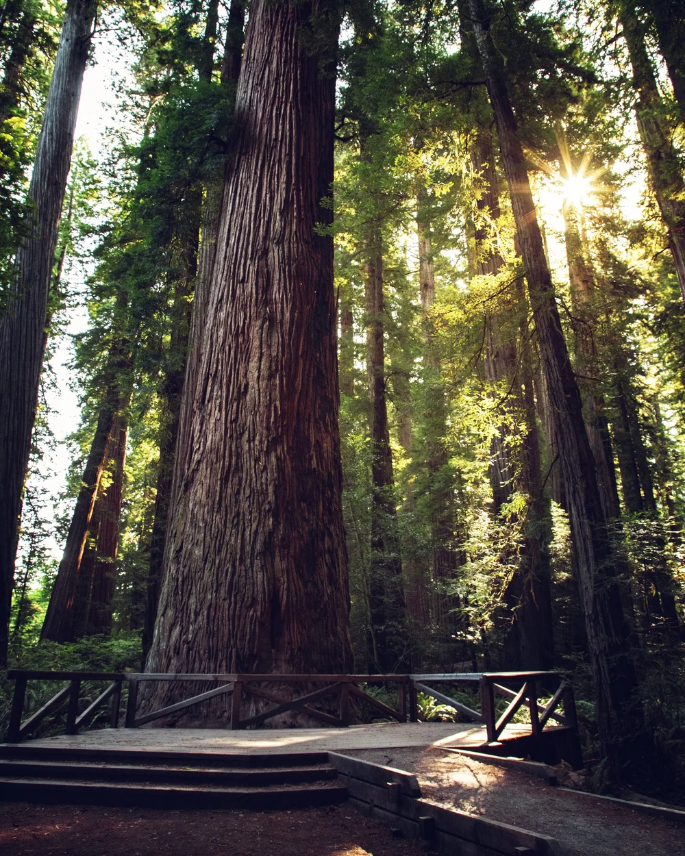Stout Grove (Jedediah Smith Redwoods State Park) — Flying Dawn Marie ...