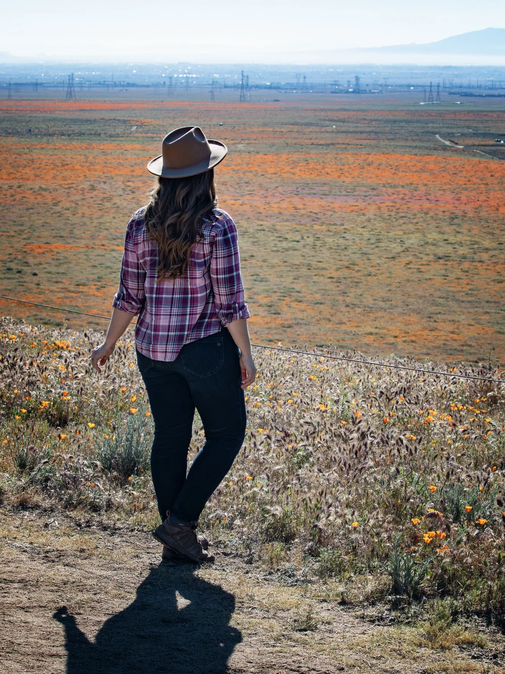 Antelope Valley Poppy Reserve: California Poppies Blooming Right Now ...