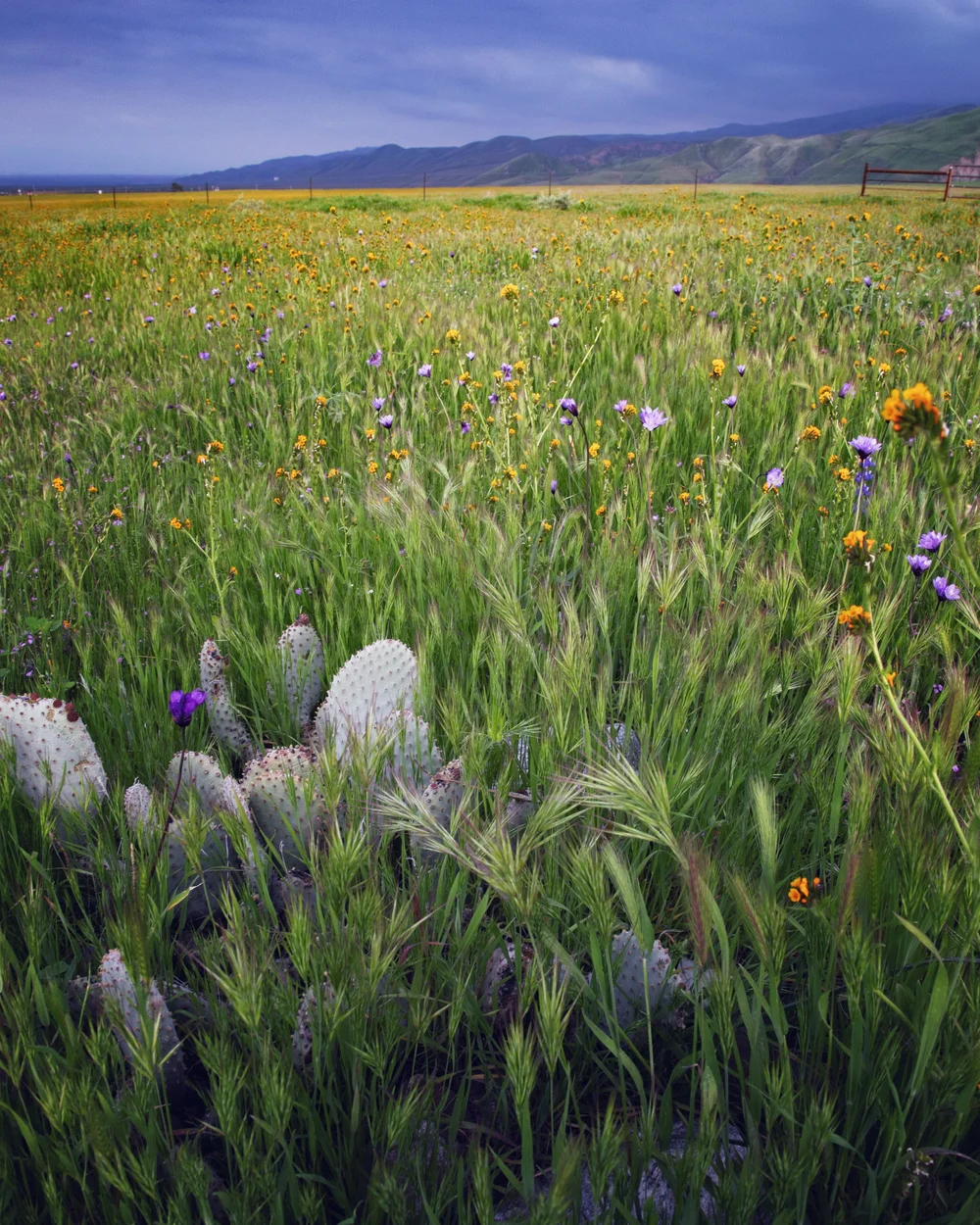 Spring Wildflowers at Wind Wolves Preserve (Bakersfield, CA) — Flying ...