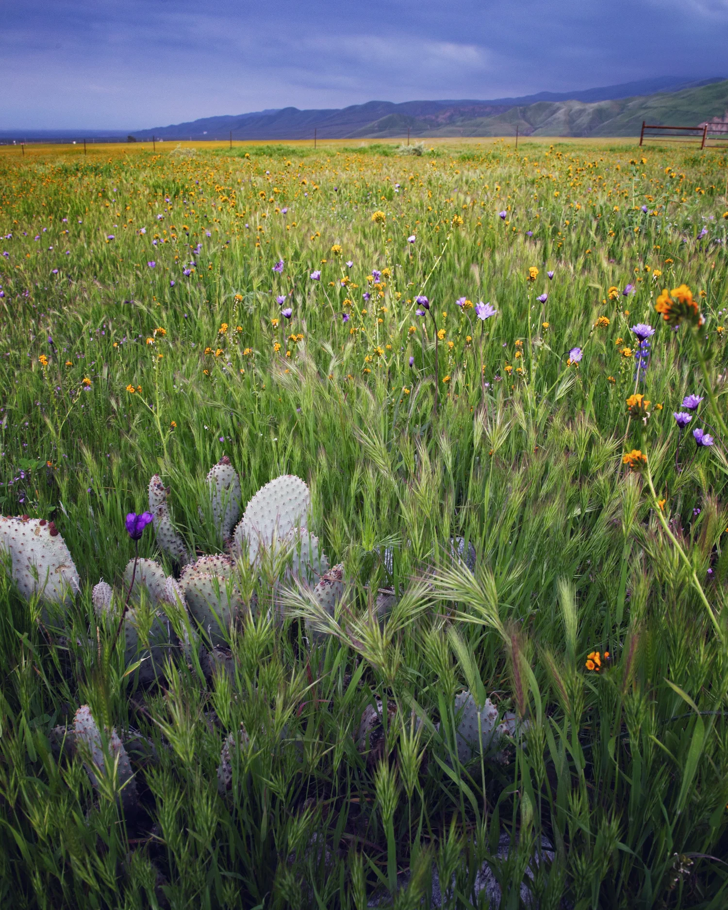 Spring Wildflowers at Wind Wolves Preserve (Bakersfield, CA) — Flying ...