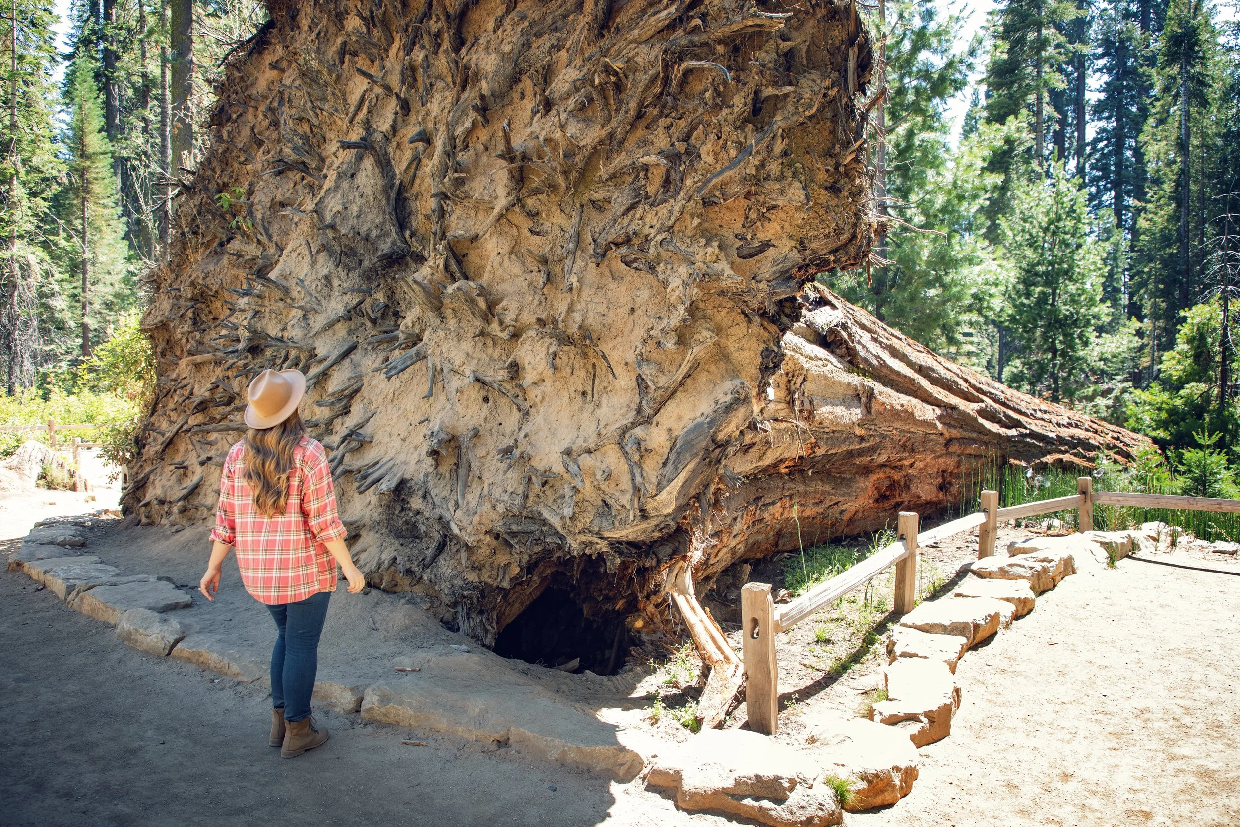 Mariposa Grove of Giant Sequoias Visitors Guide (YOSEMITE) — Flying ...