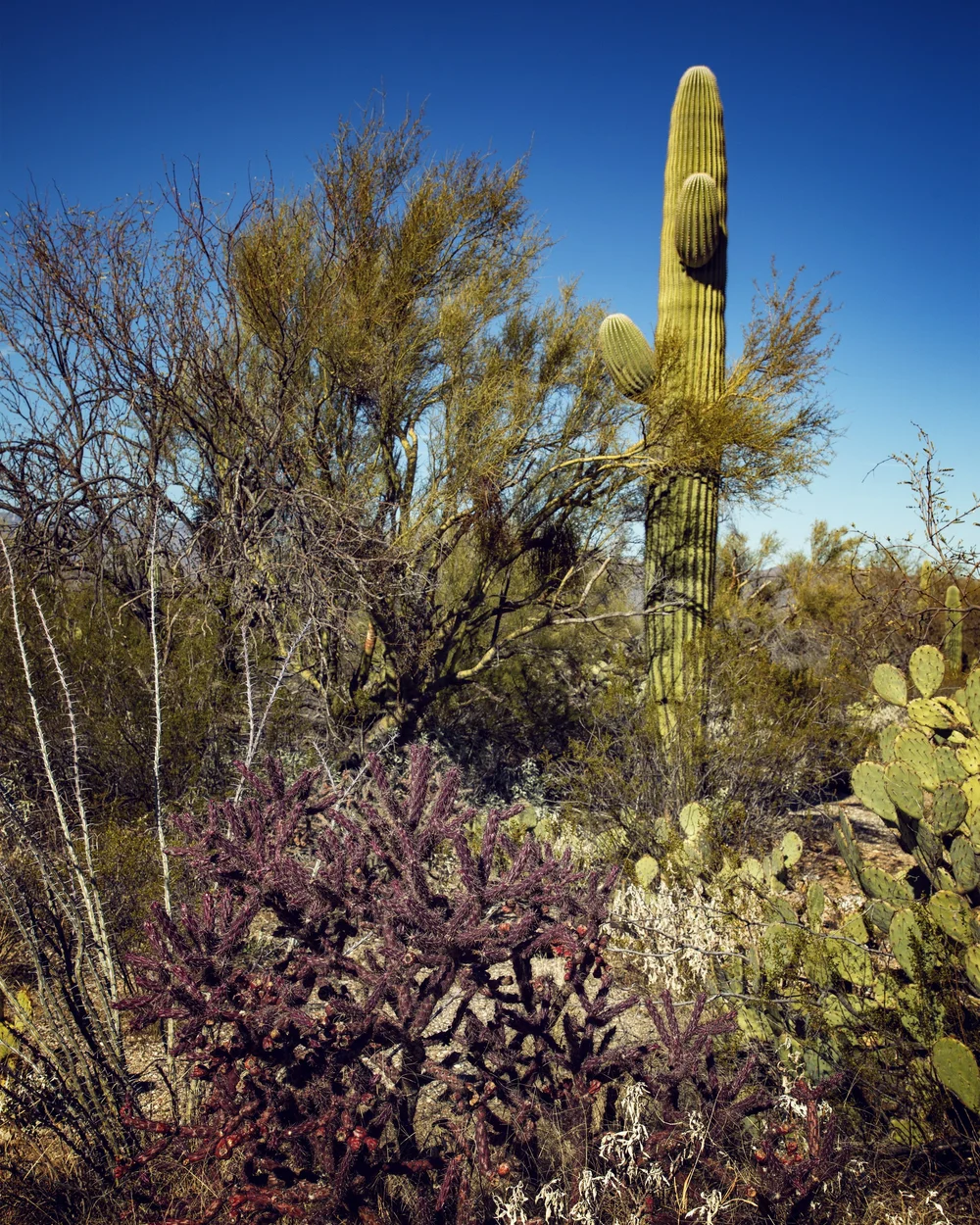 Perfect 1 Day Itinerary for Saguaro National Park — Flying Dawn Marie ...