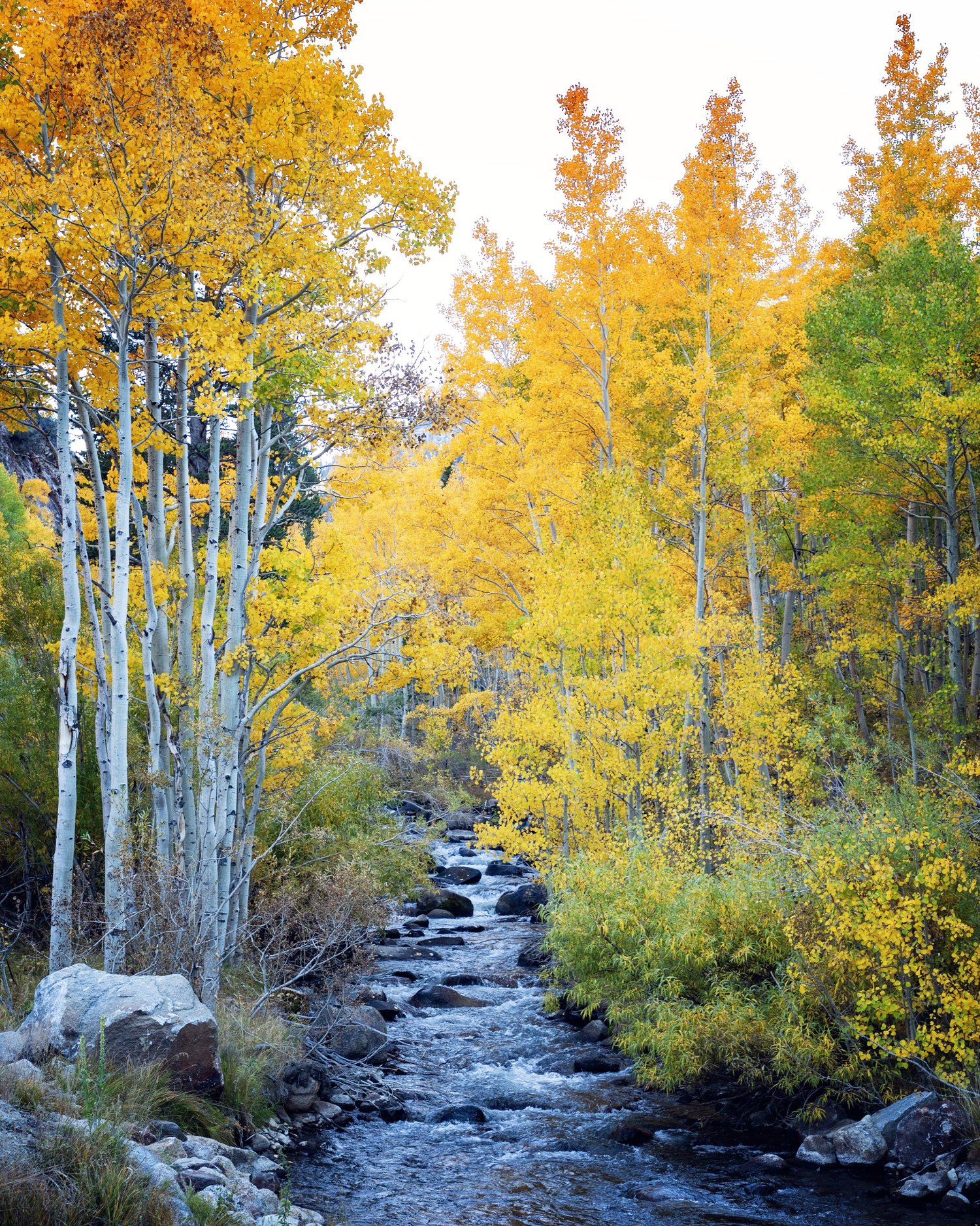 Eastern Sierra Fall Colors Report (10/3/24) **GO NOW!** — Flying Dawn ...