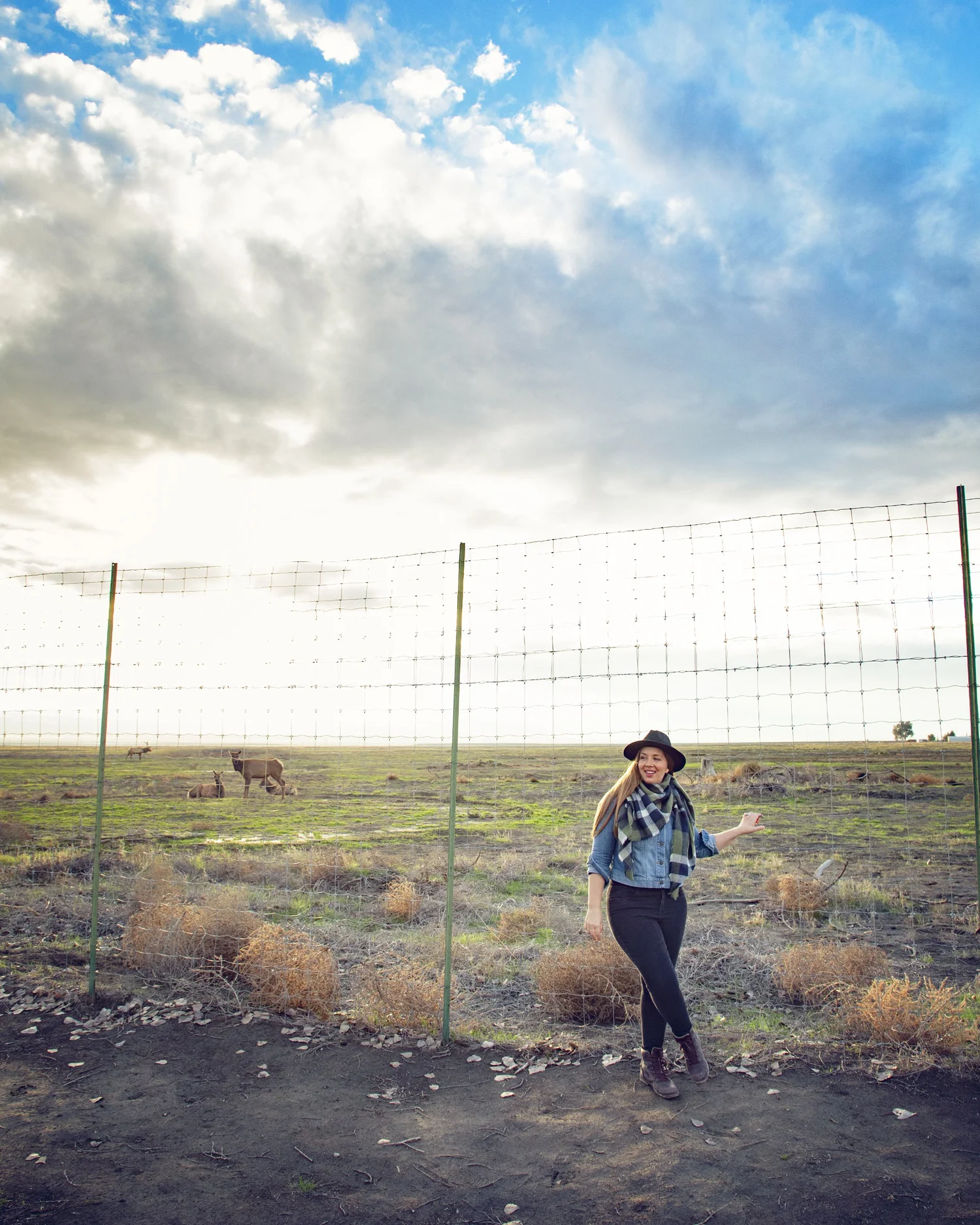 Tule Elk State Natural Reserve Visitors Guide — Flying Dawn Marie ...
