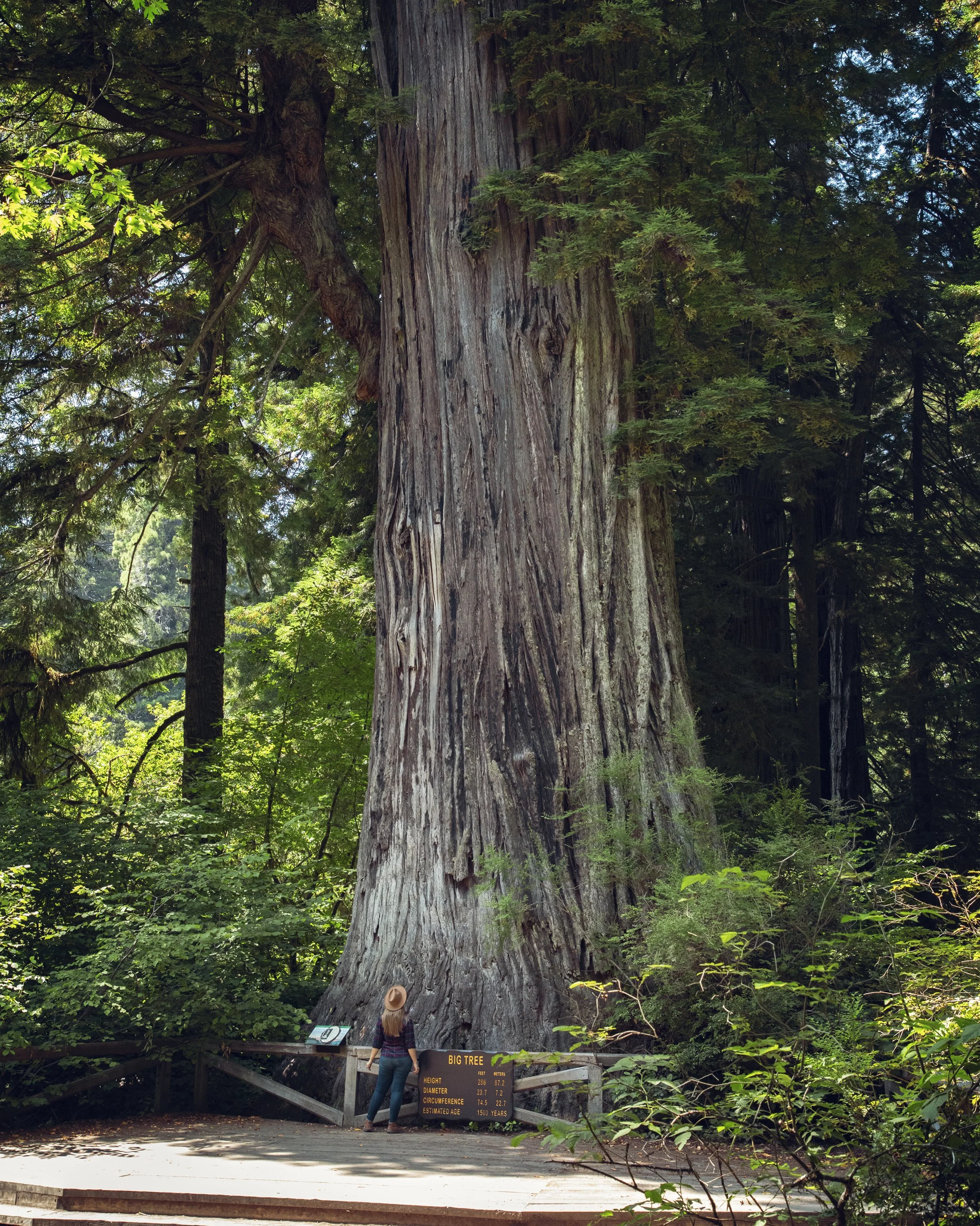 Visiting the Tallest, Oldest & Largest Trees in the World (California ...