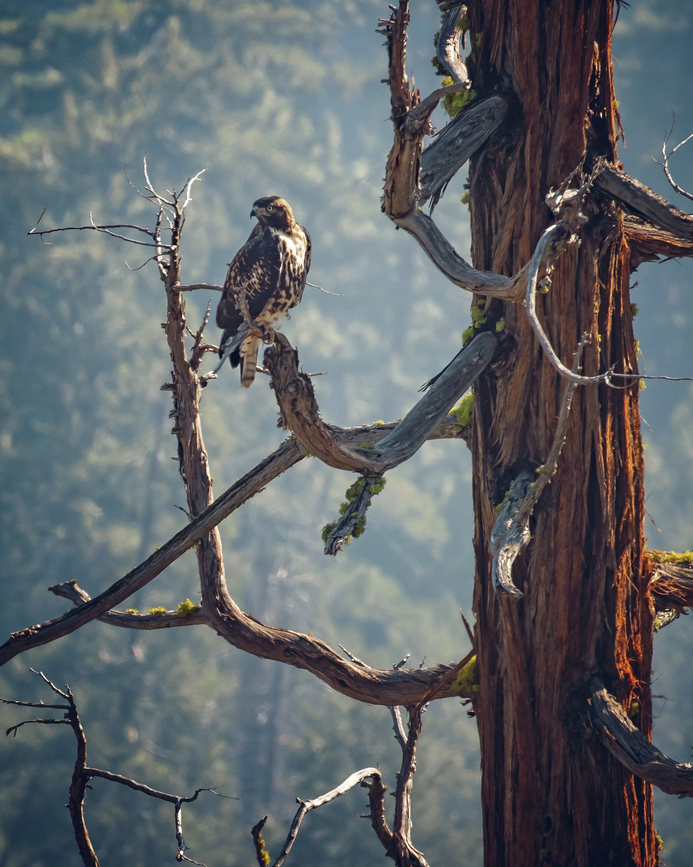 Artist Point Hike in Yosemite National Park — Flying Dawn Marie ...