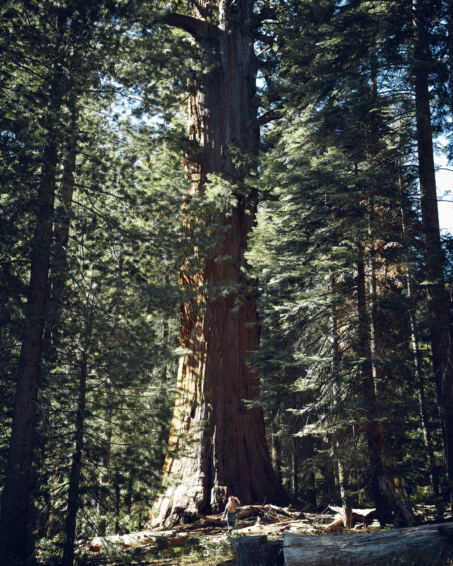 Big Trees Trail in Sequoia National Park — Flying Dawn Marie | Travel ...