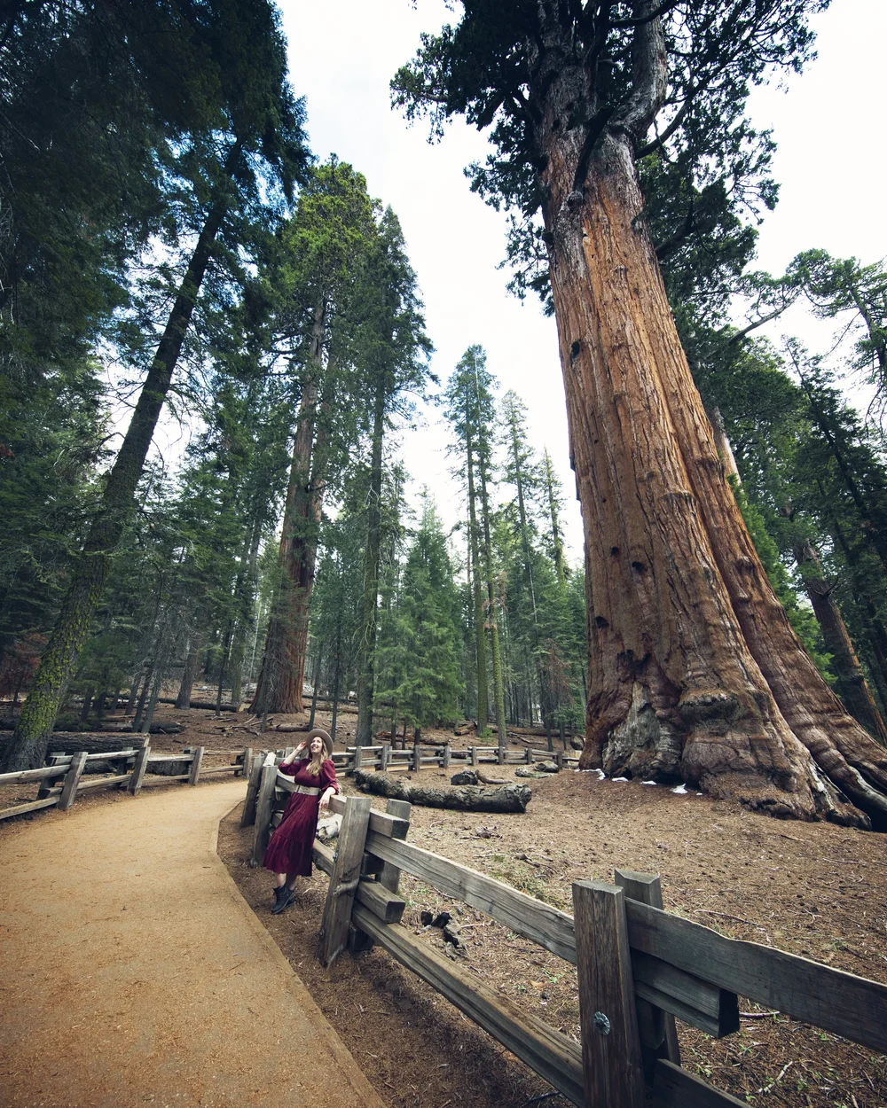 Visit the General Sherman Tree in Sequoia National Park — Flying Dawn ...